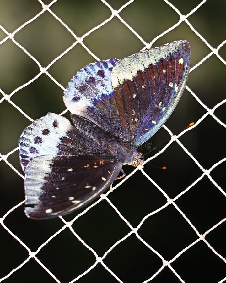 Beautiful Viibrant Blue Clipper Butterfly Sitting on a Net Stock Photo ...