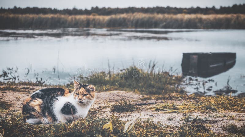 Beautiful Village Cat on the River Bank Stock Photo - Image of animal ...