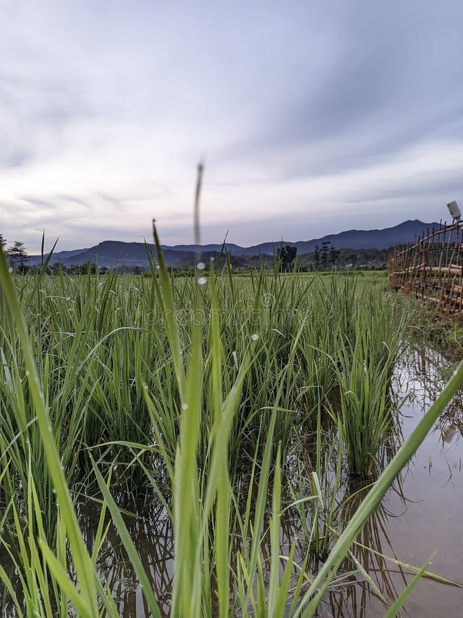 Beautiful Village Rice Fields and Mountains Stock Photo - Image of ...