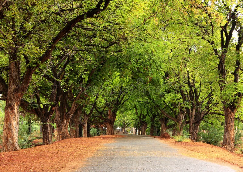 Beautiful Village Road in India Stock Image - Image of vannangundu ...