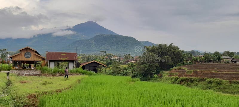 The Beautiful Village Scenery, Witg Rice Fields and Mauntains Stock ...