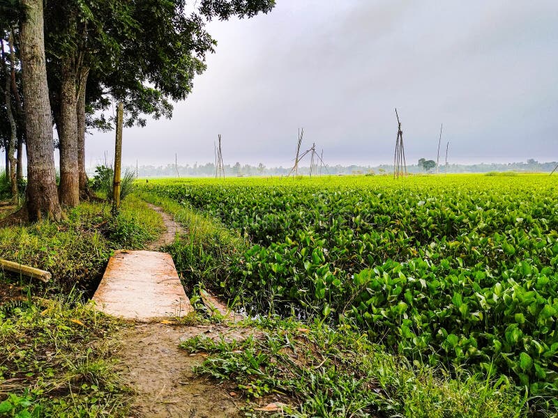 A Beautiful Village Walking Path Stock Image - Image of beautiful ...