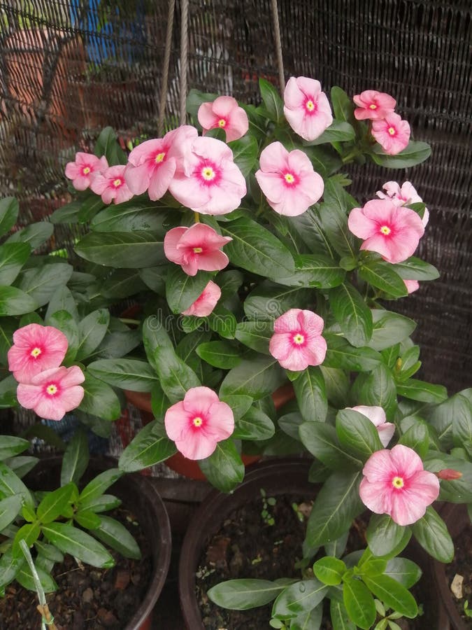 Beautiful vinca flower stock photo. Image of blossom - 268980928