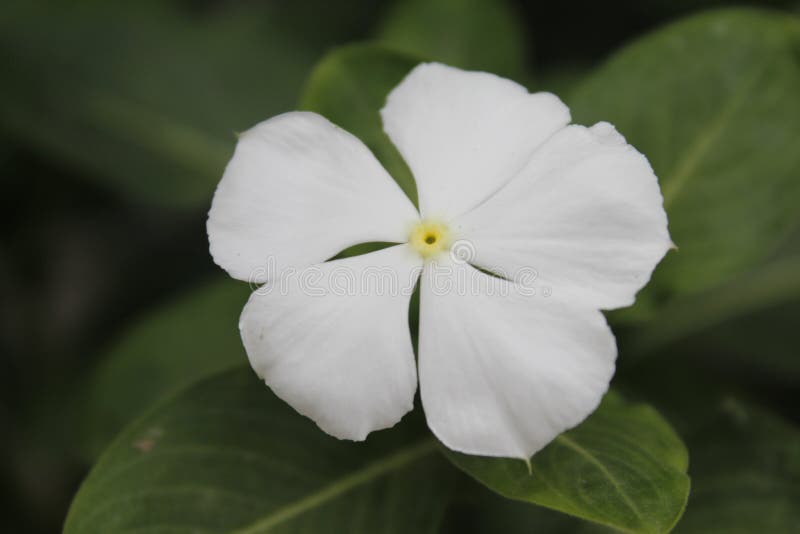 Beautiful Periwinkle Flower Stock Image - Image of periwinkle ...