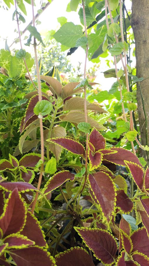 Beautiful Vines in the Front Garden of the House Stock Photo - Image of ...