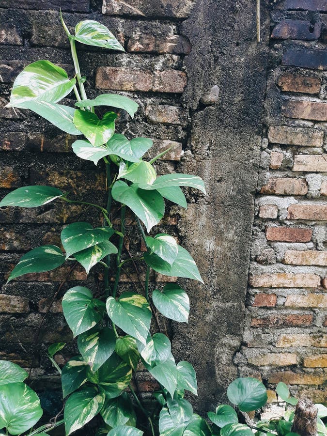 The Beautiful Vines in the Garden Stock Photo - Image of backyard ...