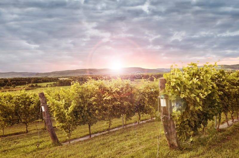 Beautiful vineyard stock image. Image of clouds, landscape - 2608453