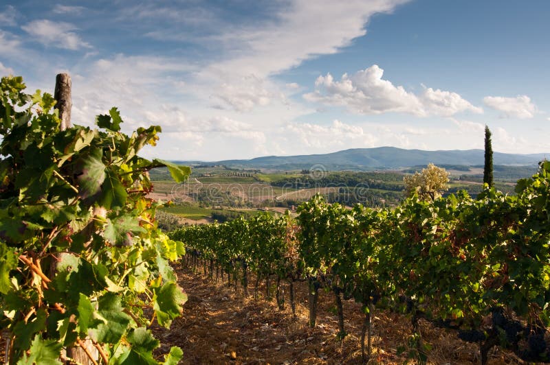 Tuscany Vineyards Countryside Stock Photo - Image of countryside ...