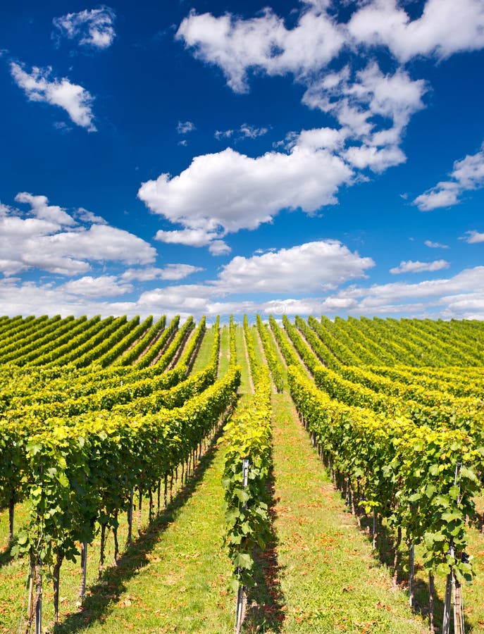 Vineyard and hills, Spain stock image. Image of growth - 22866933