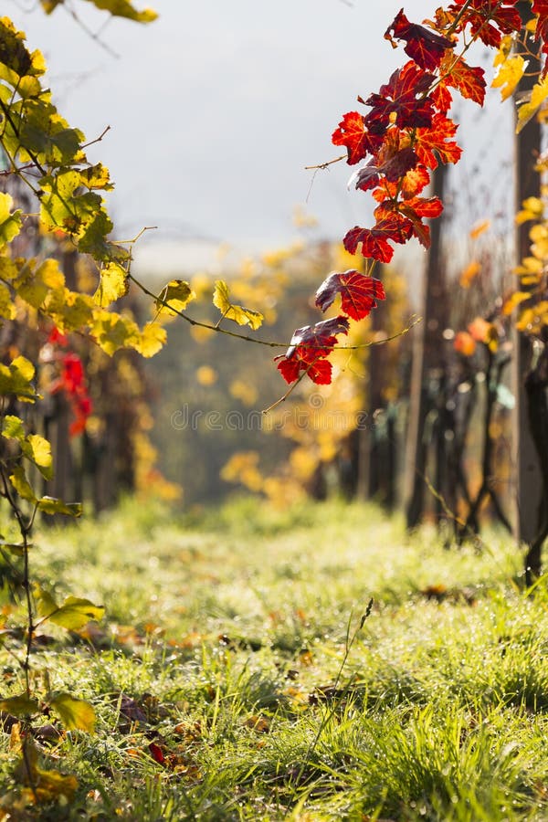 Beautiful Vineyard Landscape Stock Image - Image of ripe, grapes: 34579555