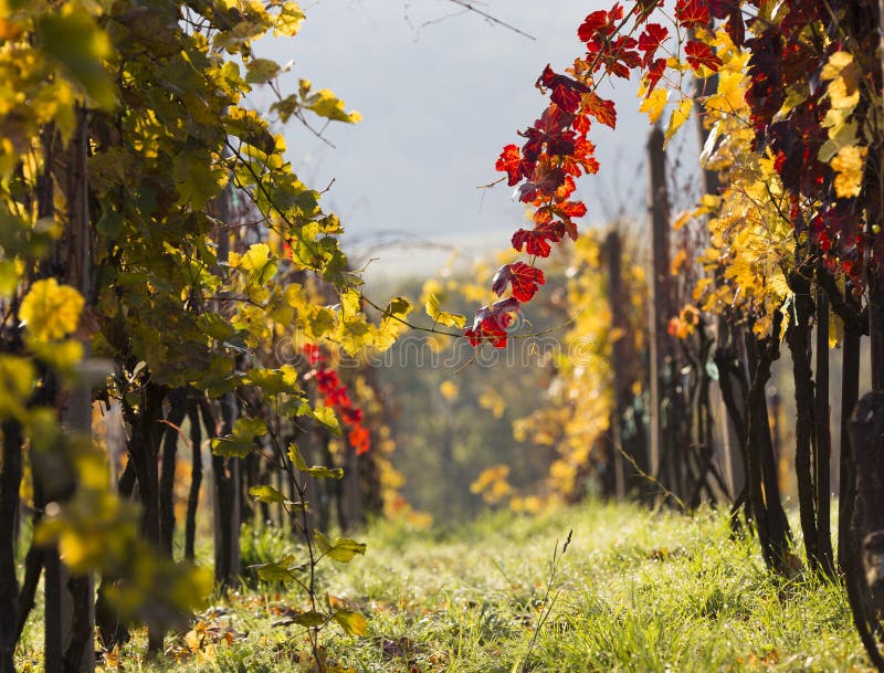 Beautiful Vineyard Landscape Stock Photo - Image of harvest, bunch ...