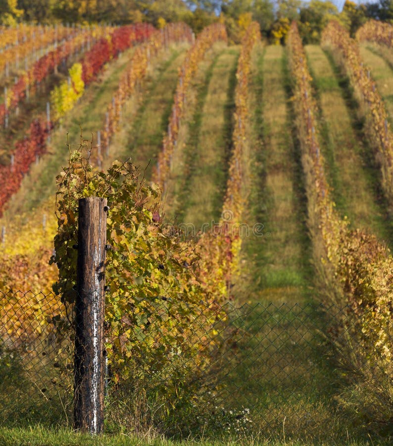 Beautiful Vineyard Landscape Stock Photo - Image of vineyard, grow ...