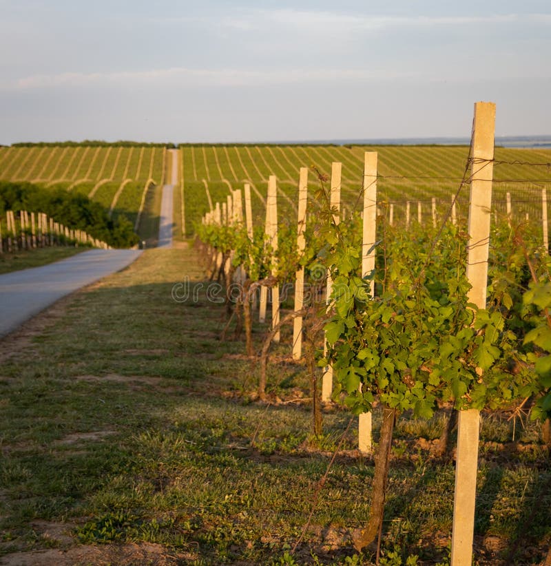 Beautiful Vineyard Landscape on a Sunny Day Stock Image - Image of ...