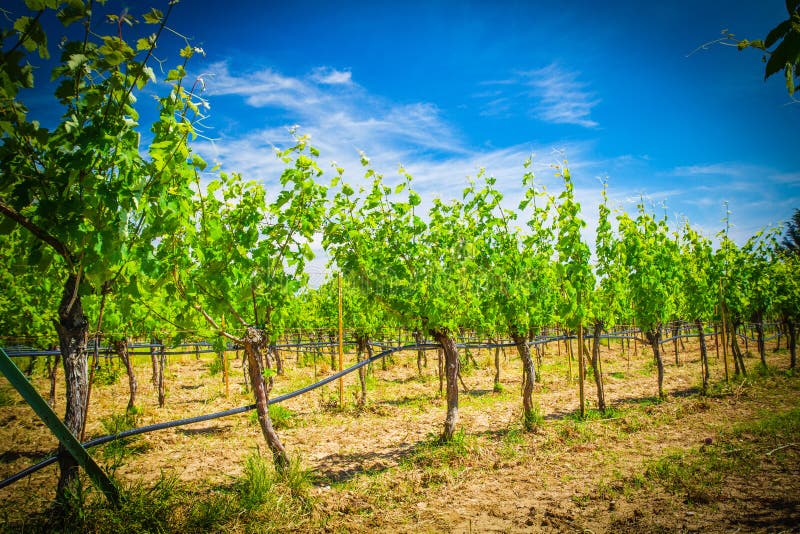 Beautiful Vineyard Landscape Stock Image - Image of land, grape: 91630301