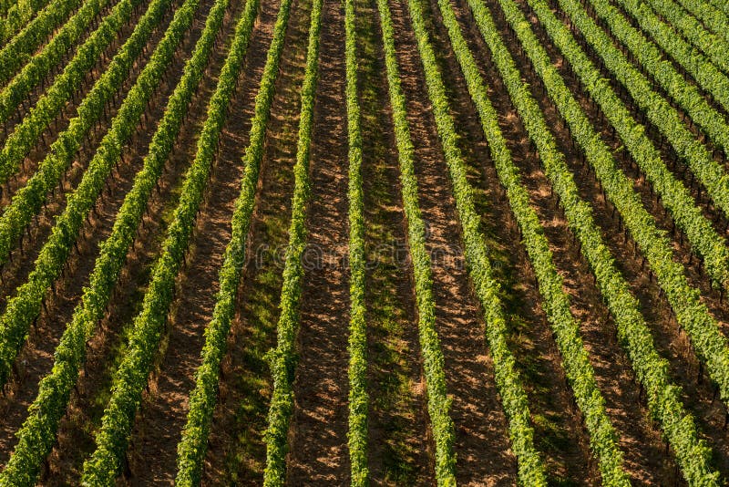 Beautiful Vineyard Rows stock image. Image of fruit, neuchatel - 66684109