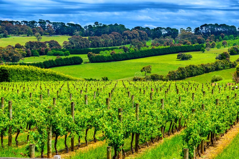 Beautiful Vineyard in Spring in Victoria, Australia Stock Image - Image ...