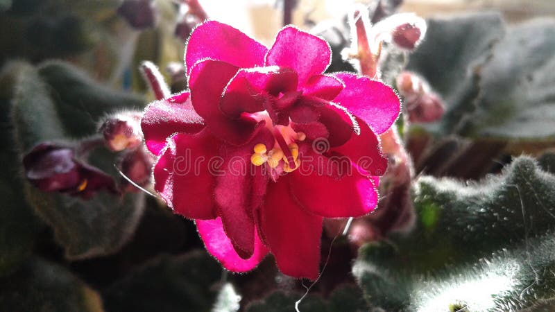 Beautiful viola flower stock photo. Image of seasons - 162038652