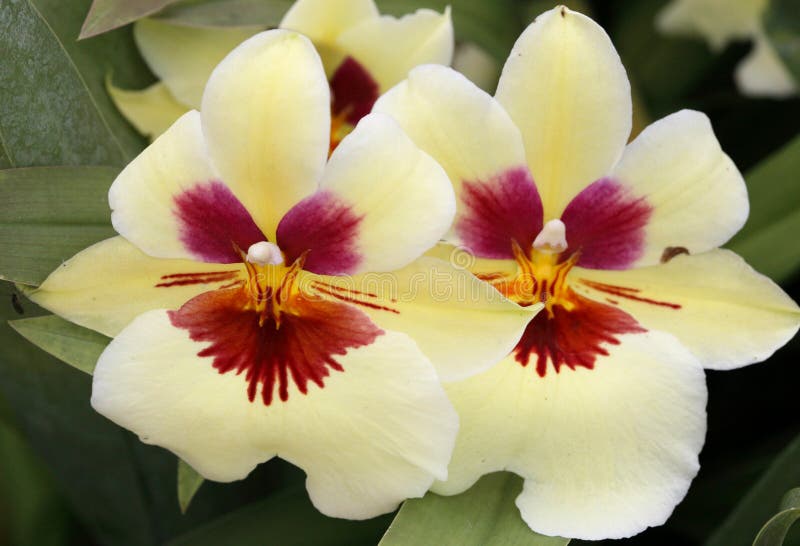 Beautiful Viola tricolour stock image. Image of season - 68844529