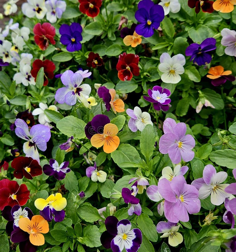 Beautiful Violas in the Garden Stock Photo - Image of violas, plants ...