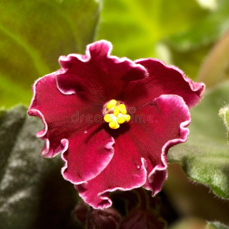 Beautiful violet stock image. Image of natural, background - 3884393