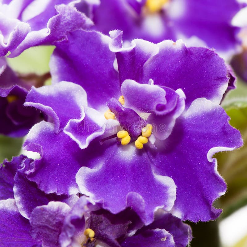 Beautiful violet stock image. Image of delicate, leisure - 4517123