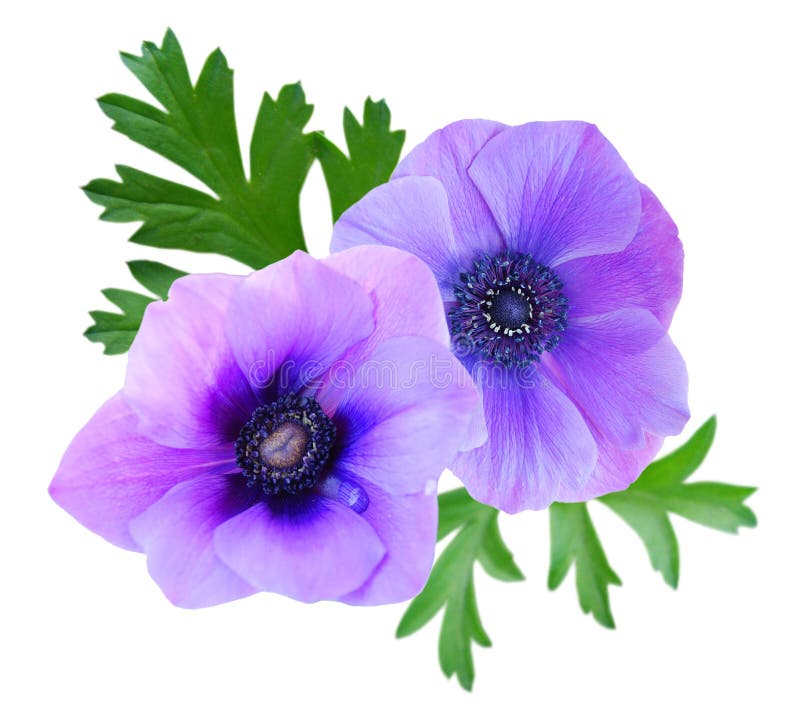 Beautiful Violet Anemone Flower Stock Image - Image of isolated, flora ...