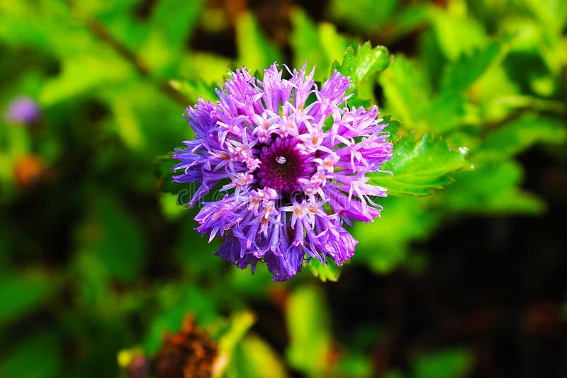 Beautiful Violet Brazilian Button Flower Stock Photo - Image of color ...
