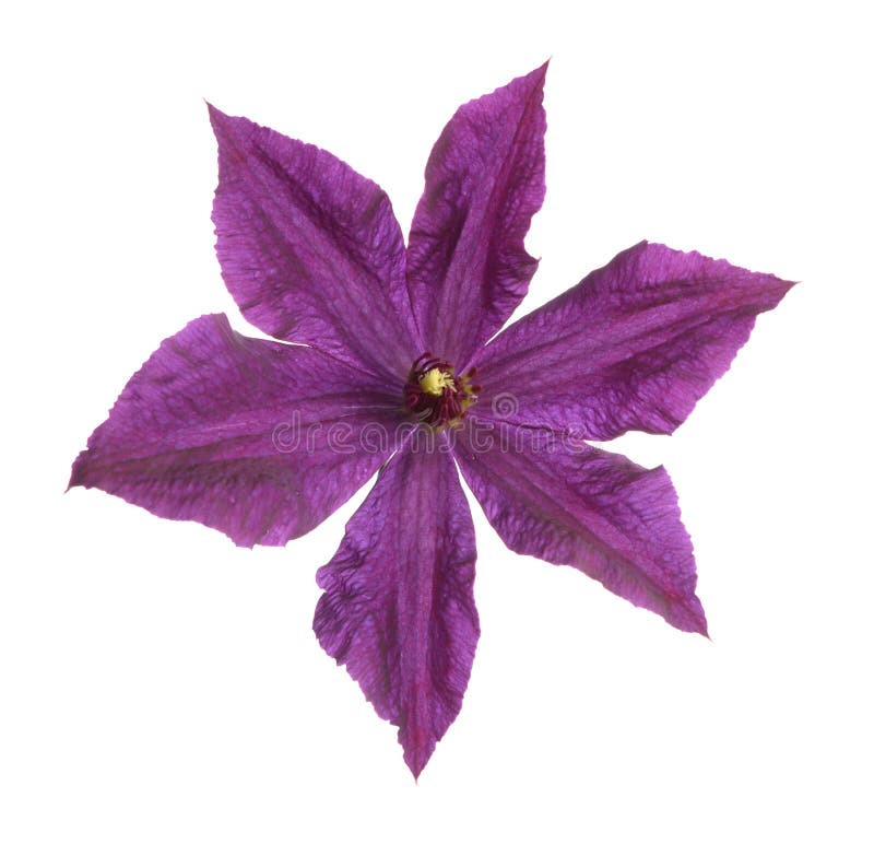 Beautiful violet clematis stock image. Image of beauty - 212194083