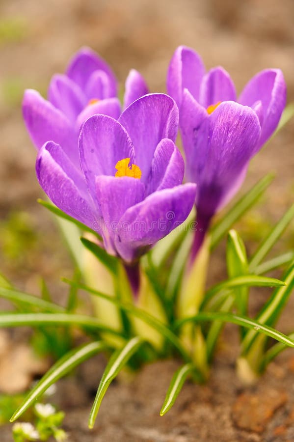 Violet Crocus Flowers - Mountains Landscape Stock Photo - Image of ...