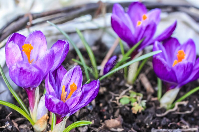 Beautiful crocuses blossom stock photo. Image of colour - 38839094