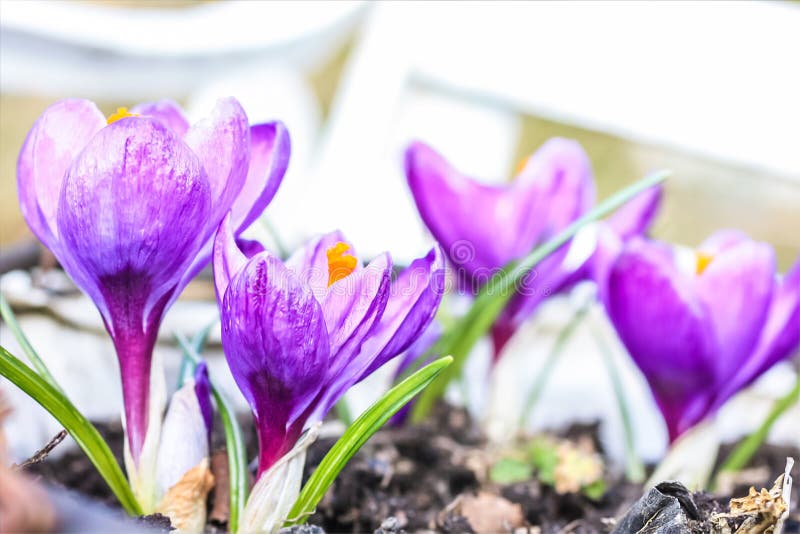 Beautiful crocuses blossom stock photo. Image of colour - 38839094