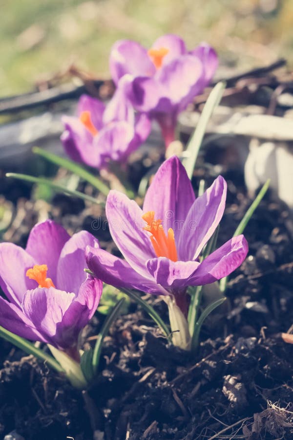 Beautiful crocuses blossom stock photo. Image of colour - 38839094