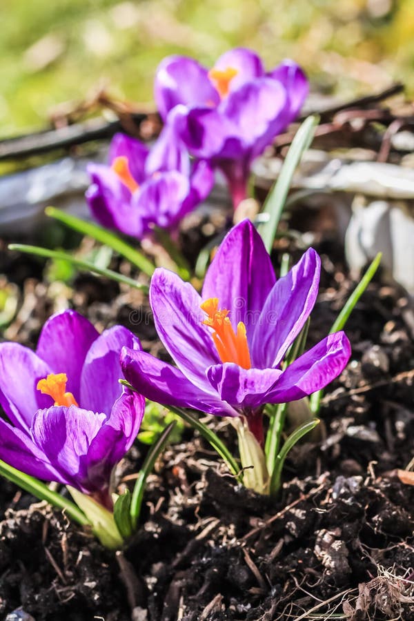 Beautiful crocuses blossom stock photo. Image of colour - 38839094