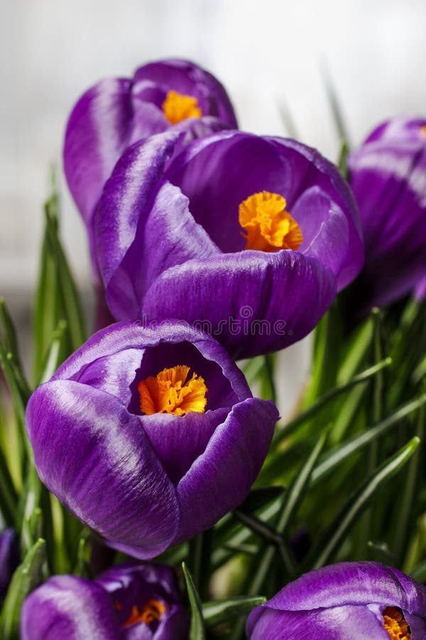 Crocus spring flower stock photo. Image of bloom, garden - 51345510