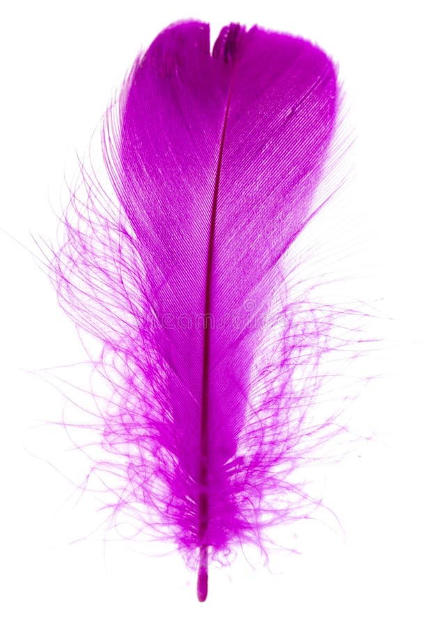 Violet Feather on a White Background Stock Photo - Image of blue ...