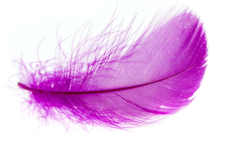 Violet Feather on a White Background Stock Image - Image of beautiful ...
