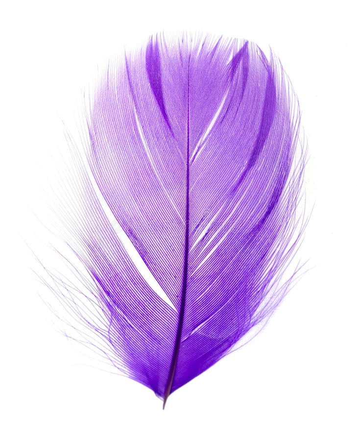 6,087 Violet Feather Photos - Free & Royalty-Free Stock Photos from ...