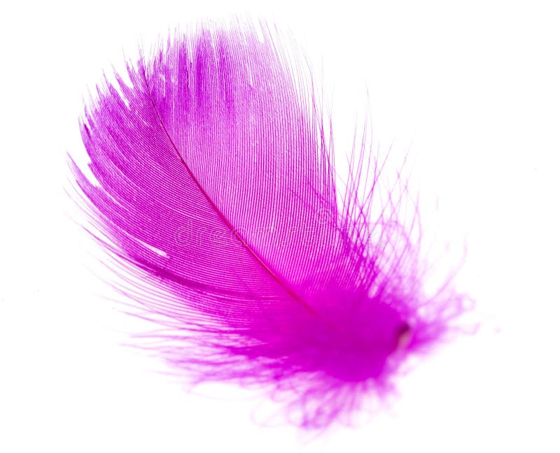 6,087 Violet Feather Photos - Free & Royalty-Free Stock Photos from ...