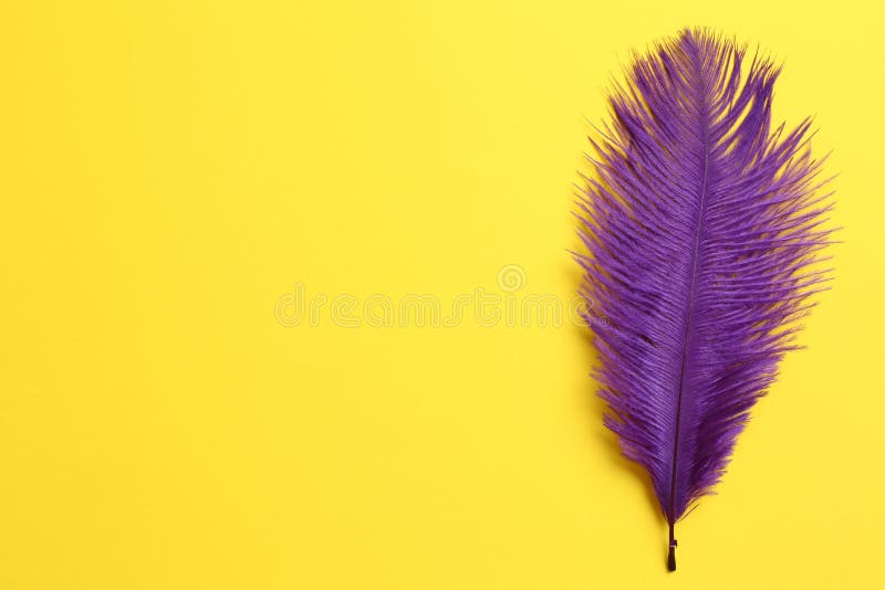 Beautiful Violet Feather on Yellow Background, Top View. Space for Text ...