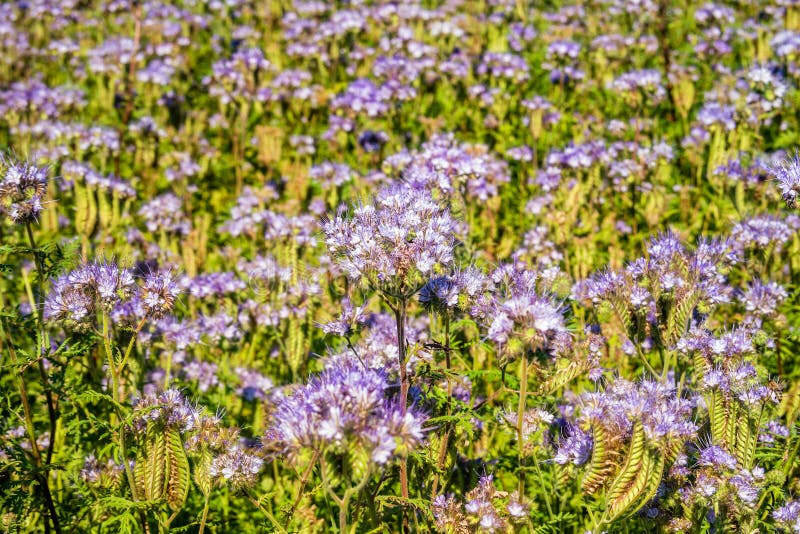Beautiful Violet Field of Lavender Stock Photo - Image of landscape ...