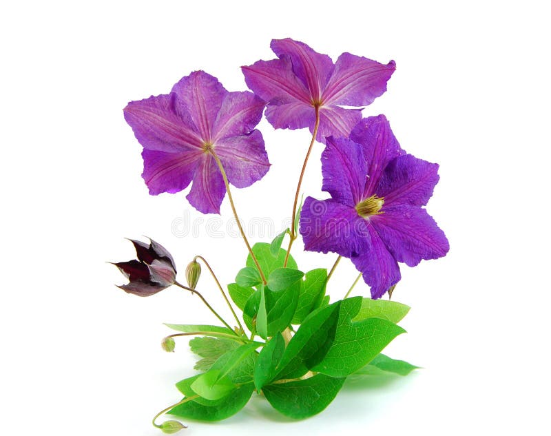 Beautiful violet flower stock image. Image of blossom - 28637399