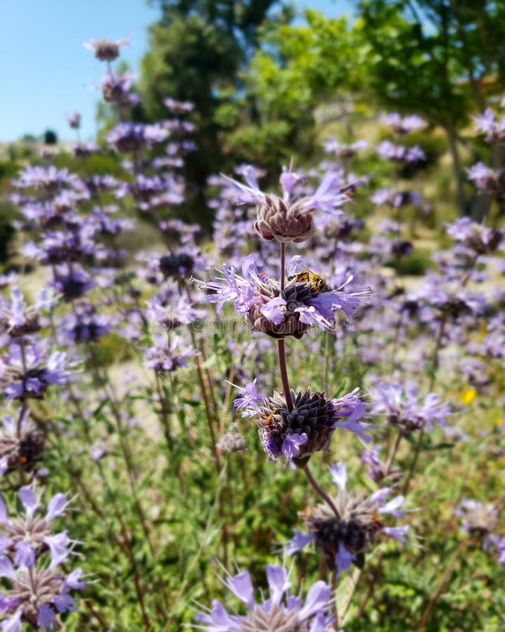 Beautiful Violet Flower Field and Sunshine Stock Image - Image of ...
