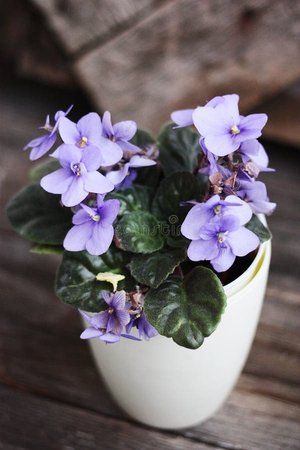 Beautiful Violet Flower in Pot on Table Stock Image - Image of view ...