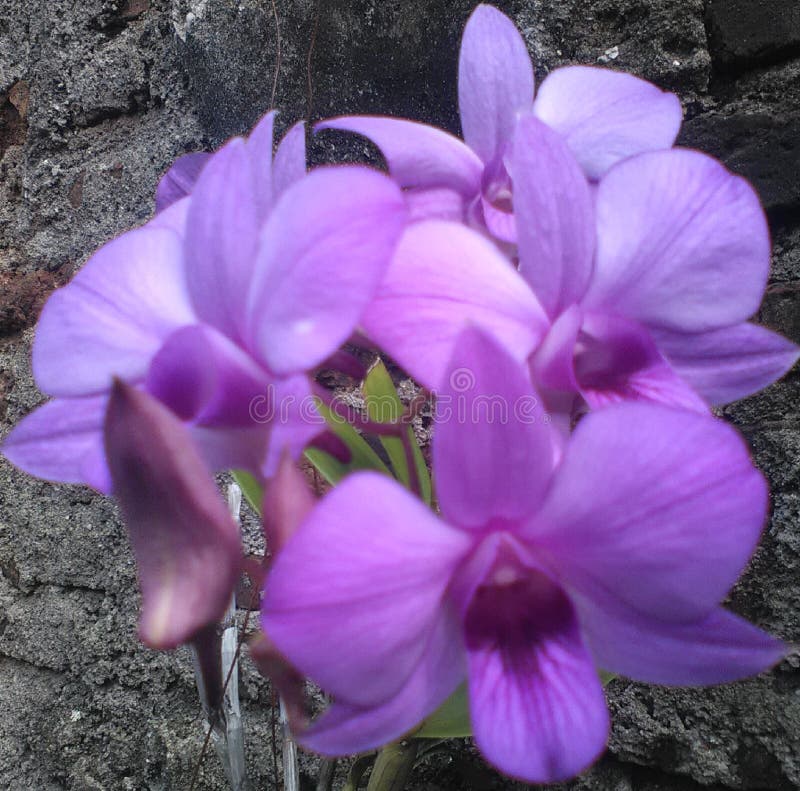 Beautiful violet flower stock photo. Image of flower - 86703686