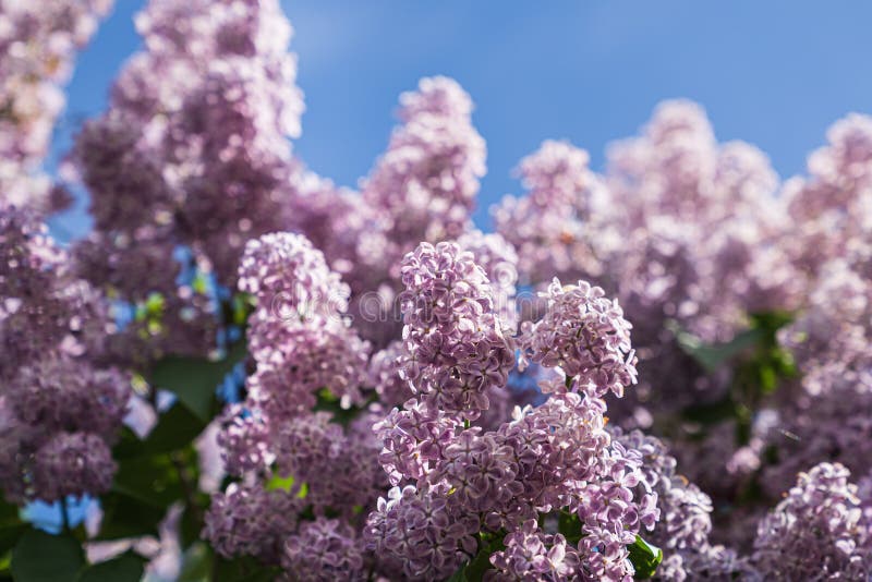 Violet Flowers of Lilac on the Tree Stock Photo - Image of lilac, grow ...