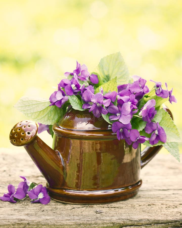 Beautiful violet flowers stock image. Image of blue, blossom - 53396257