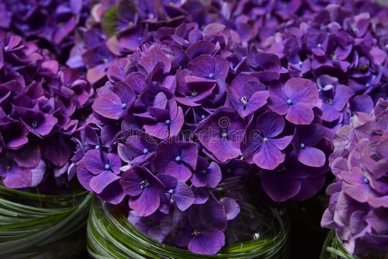 Violet Hydrangea Decoration with Glass Stock Image - Image of grass ...