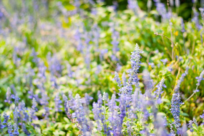 Beautiful Violet Lavender Flowers Stock Image - Image of bush, scene ...