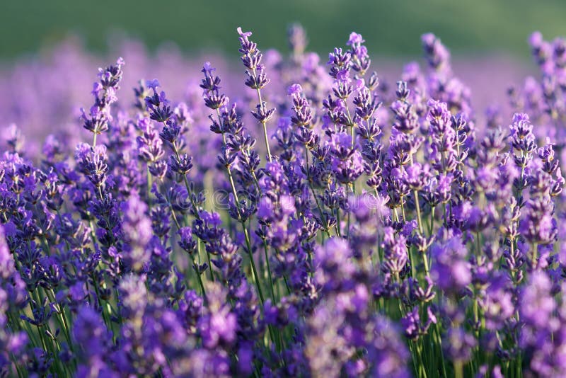 Beautiful Violet Lavender Flowers on Lavender Field. Stock Image ...