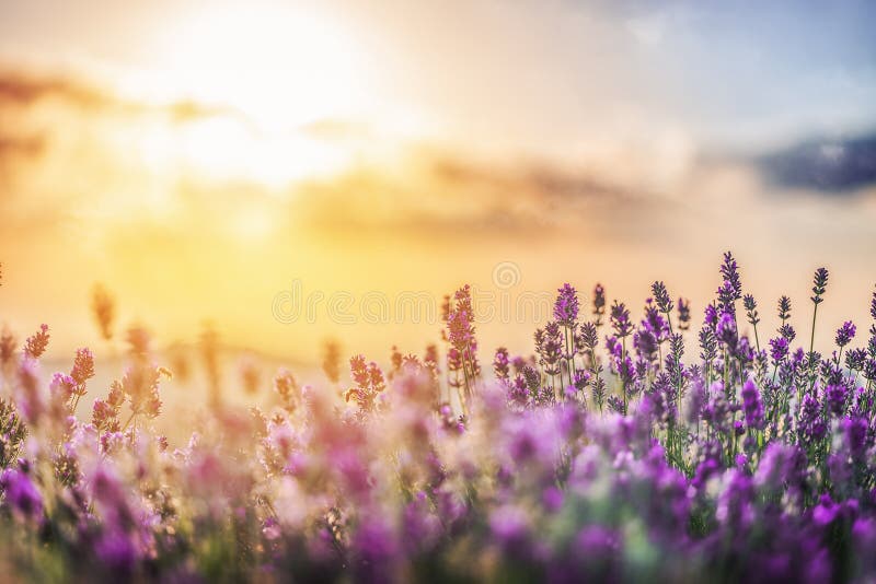 Beautiful Violet Lavender in the Rays of Light, a Fairy Tale Landscape ...